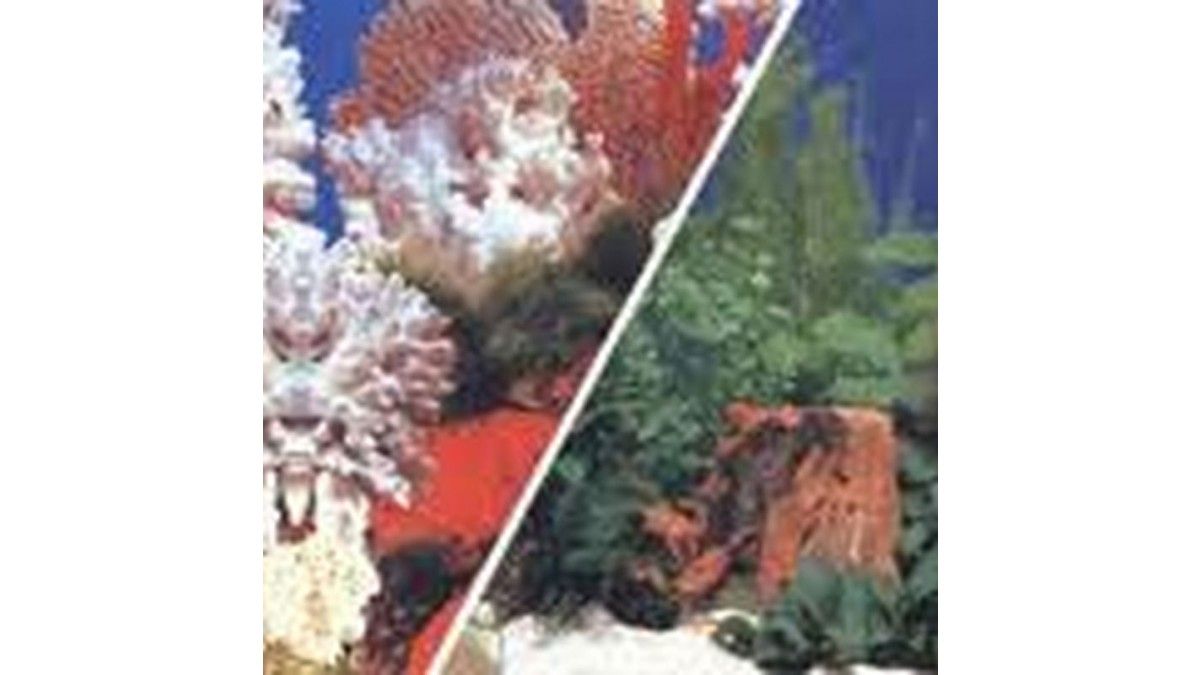 Fundal Acvariu Cu 2 Fete 48 Cm: 234,25 lei - PetMart PetShop