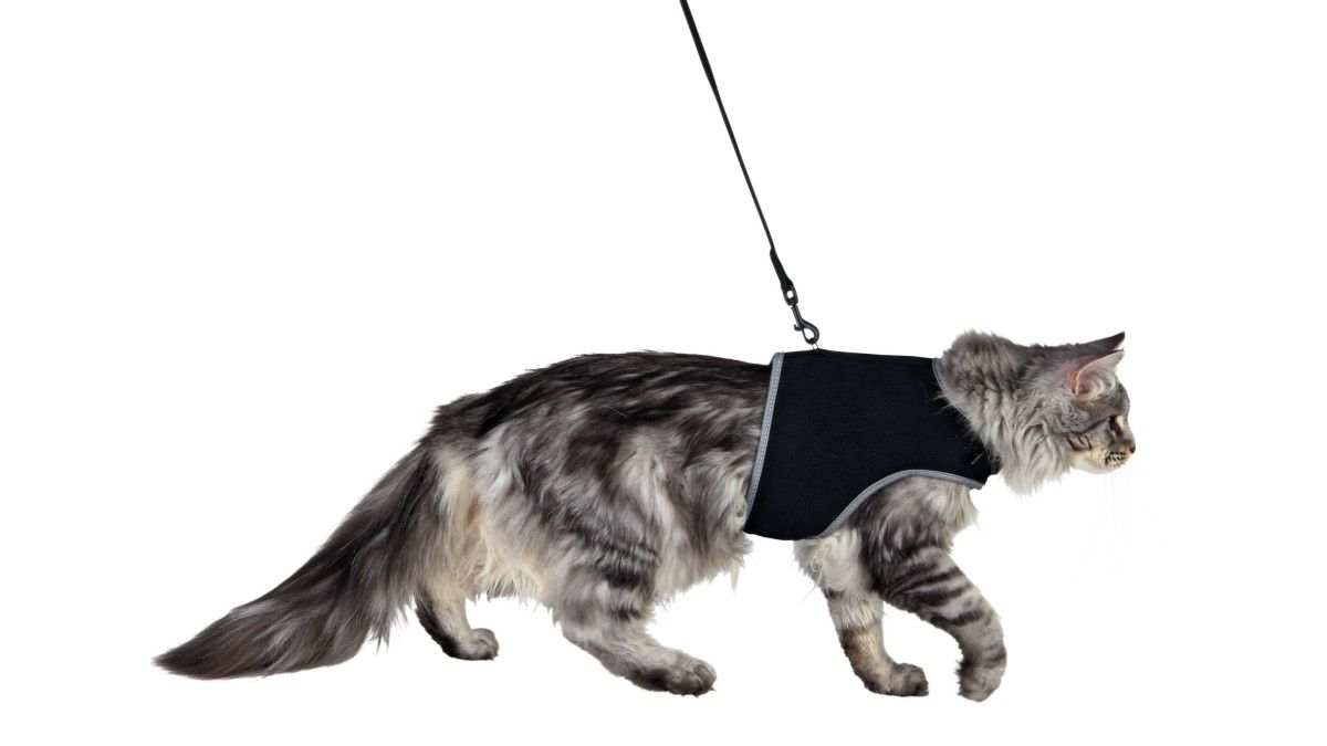 Lesa si Ham pentru Pisici 36-54 cm/10 mm/1.2 m 41895: 62,24 lei ...