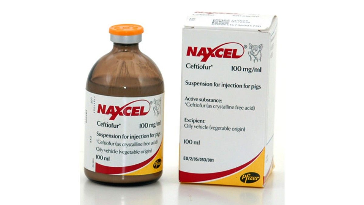 Naxcel 50 ml: 453,55 lei - PetMart PetShop