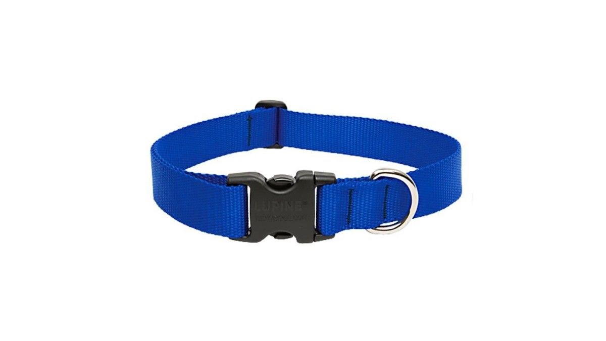 Zgarda Nylon Caini Blue Click 25 mm x 45-70 cm: 18,48 lei - PetMart PetShop
