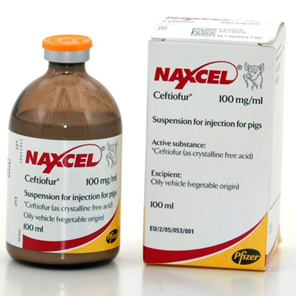 Naxcel 50 ml: 453,55 lei - PetMart PetShop