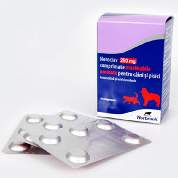 Noroclav 250 mg x 5 TABLETE MASTICABILE: 16,38 lei - PetMart PetShop